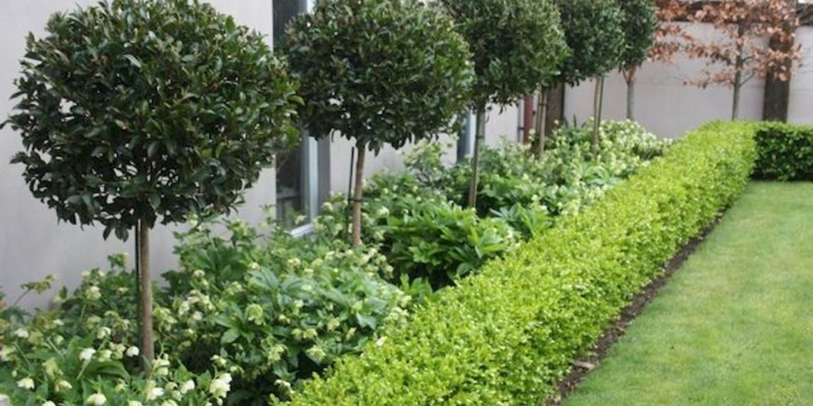 21 of The Best Landscape Hedge Ideas: #15 is Our Favorite! - The ...