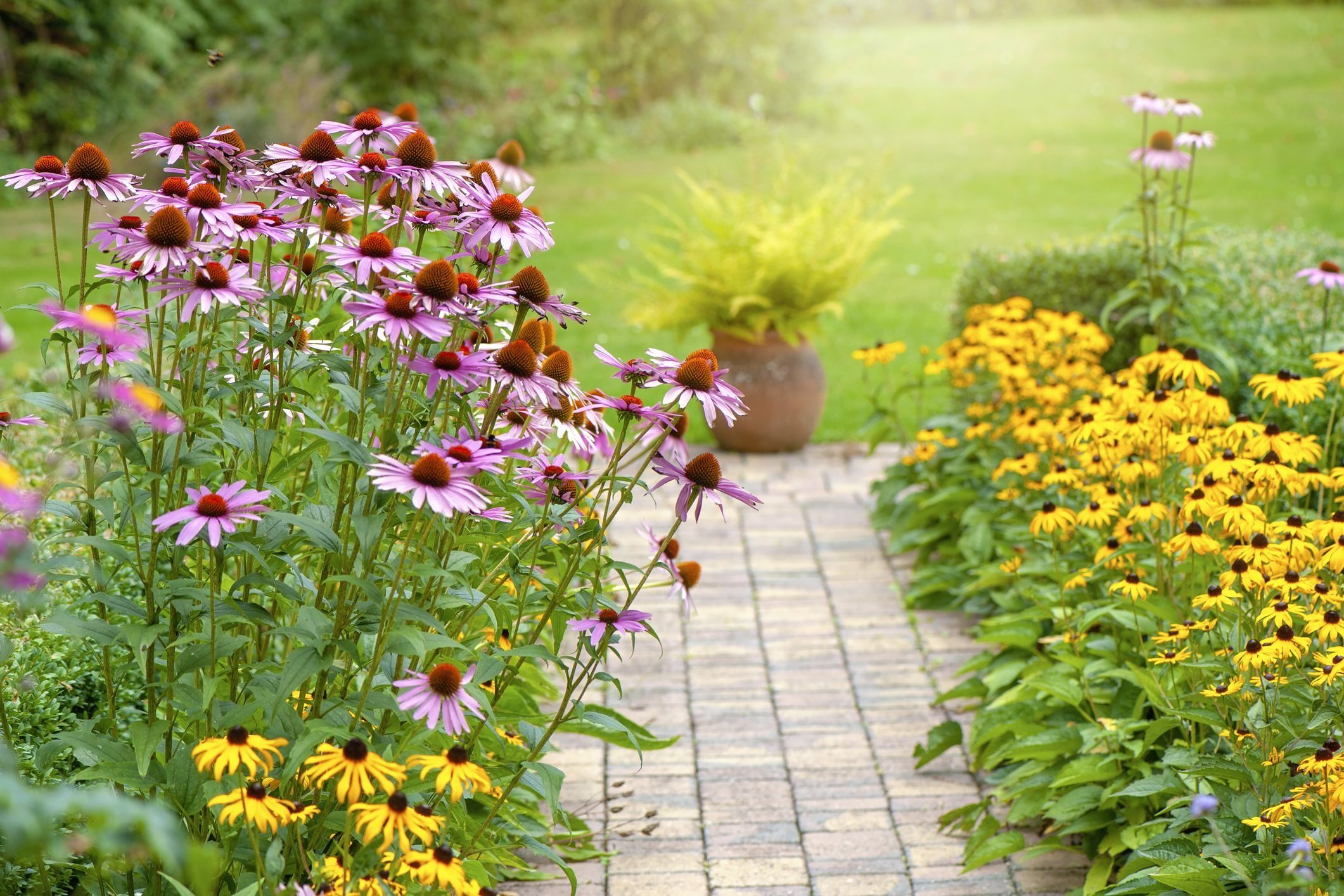 When To Plant Perennials In Your Garden The Fordham Ram When To Plant Perennials In Your Garden The Fordham Ram